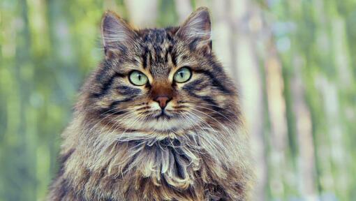 Siberische kat | Alles over dit kattenras | Purina